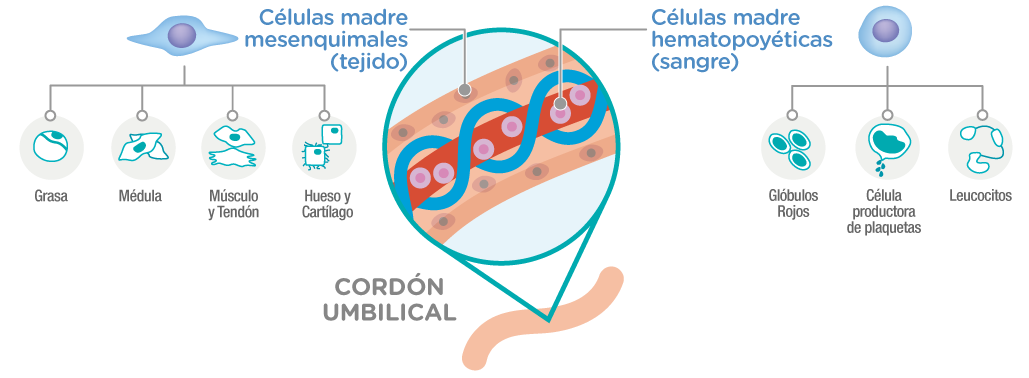 Cryo-Cell ayuda ventas